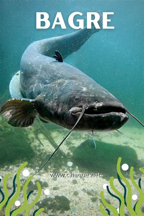 Bagre Peixe invasor e predador de peixes nativos Espécies de peixes