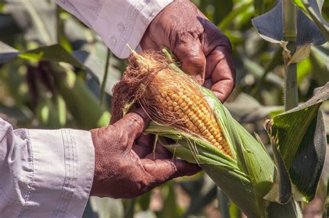 10 Datos Históricos Sobre La Gastronomía Mexicana