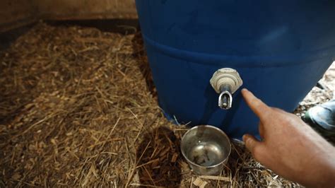 DIY Pig Waterer Abundant Permaculture
