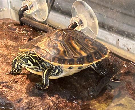 Myrtle R Turtle
