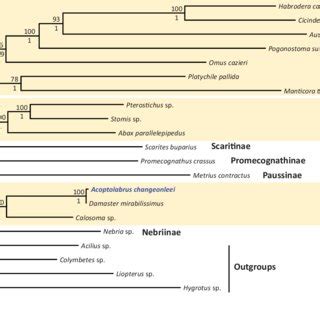 The Bayesian Inference Bi Method Based Phylogenetic Tree Constructed