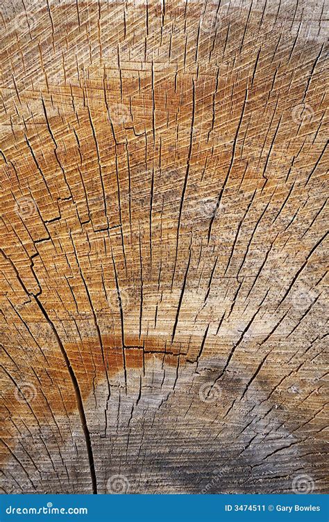 Close Up Of A Log Stock Image Image Of Tree Wood Stump