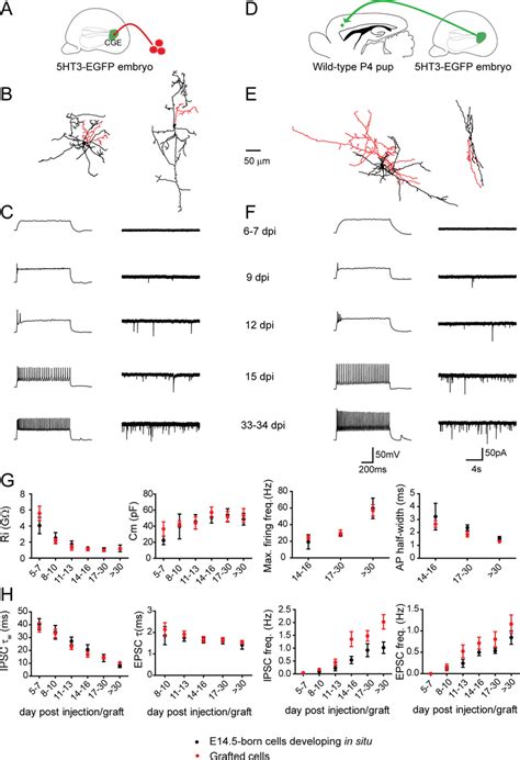 Unaltered Maturation Of Embryonically Born Cells Grafted Into The