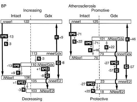 Path Diagram Contribution Of Sex Hormones Enos And Their