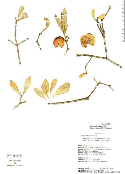 Jacquinia Sprucei Rapid Reference The Field Museum