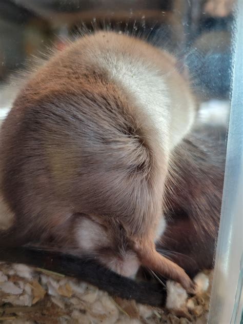 I Love A Good Gerbil Pile Rgerbil