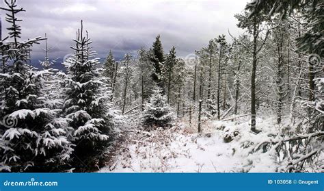 Snowy Forest Scene