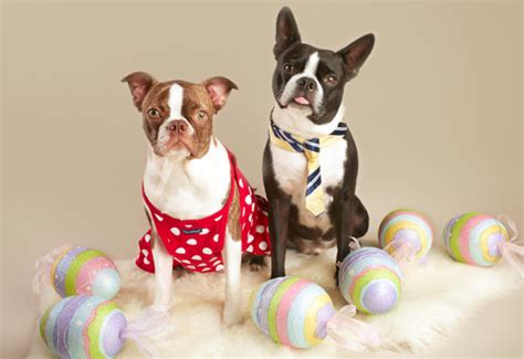 ¿por Qué Los Perros No Deben Comer Chocolate La Revista Digital