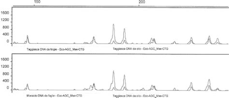 Capillary Electrophoresis Electropherogram Showing The Aflp Profile