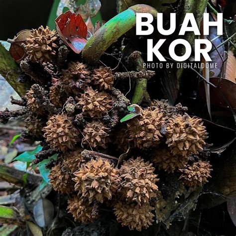 Dome 1 Buah Kor Adalah Buah Dari Sejenis Pokok Palma Yang Dikenali
