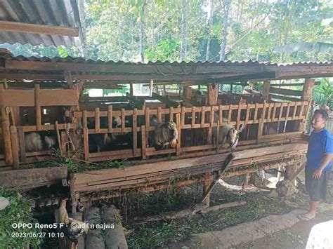 Berkah Bagi Peternak Kambing Desa Kampung Bogor Segini Harga Ekornya