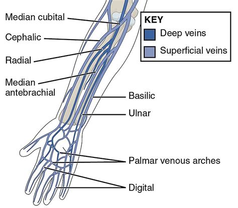 Median Cubital Vein