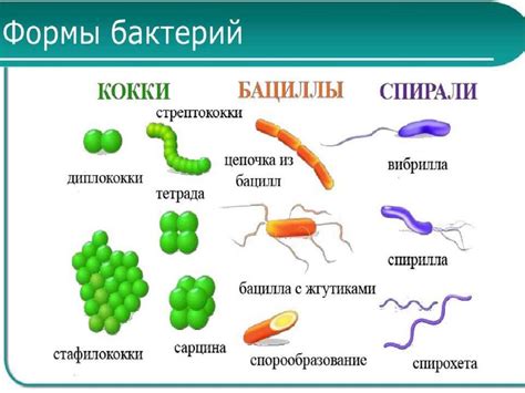 Проект по биологии бактерии