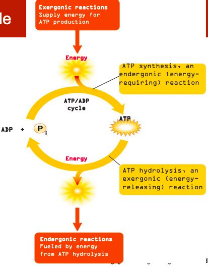 ATP Cycle Test Diagram Quizlet