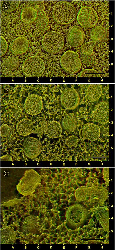 Figure 2 From Deep Etch Em Reveals That The Early Poxvirus Envelope Is