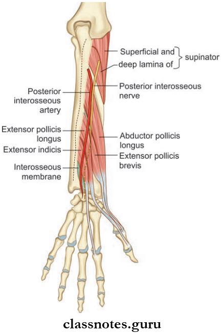 Forearm Muscles And Bones Anatomy Question And Answers Class Notes