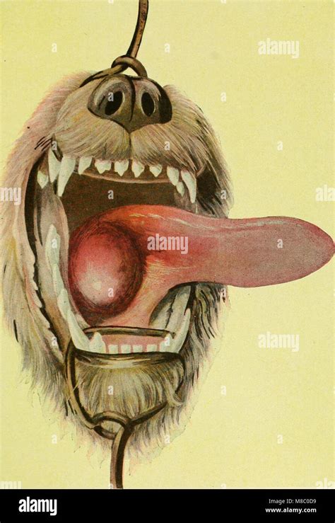 This 1911 Text Provides A Comprehensive Guide To Common Canine Diseases