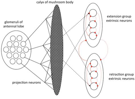 Model Of Information Processing In The Insect Olfactory Pathway