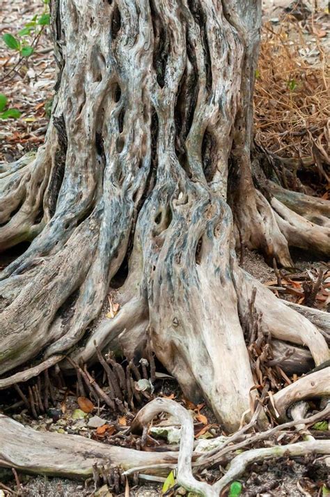 Rooted Tree Trunk Stock Photos Images And Backgrounds For Free Download