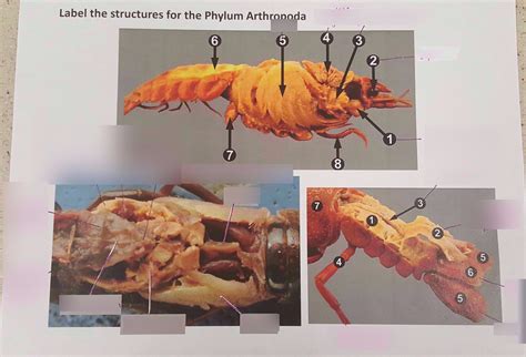 Internal Crayfish Structures Diagram Quizlet