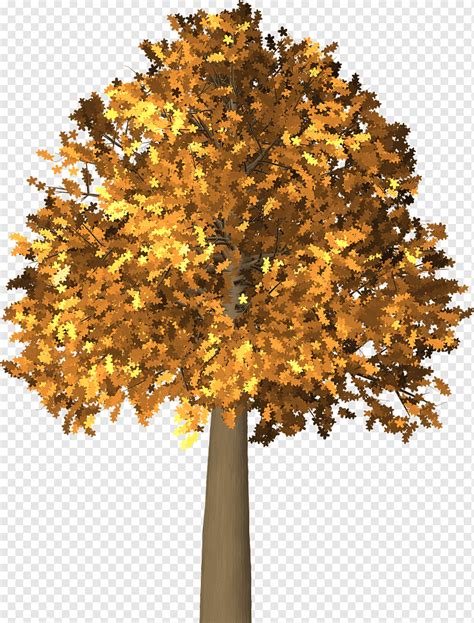 Otoño Caída Aislado Naturaleza Hojas Árbol Tronco Natural Ramas