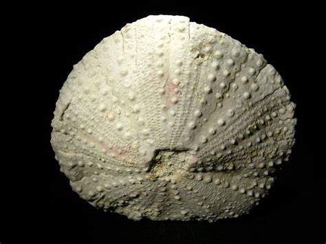 Mineraux Fossile Oursin Fossile
