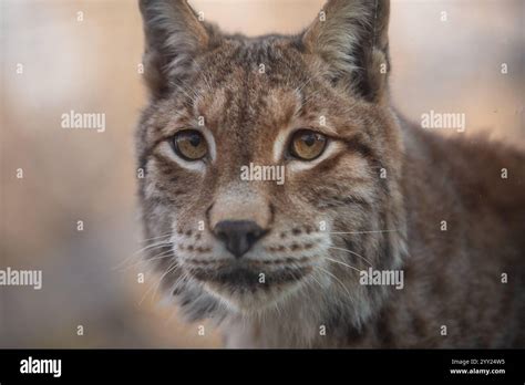 The Eurasian Lynx Lynx Lynx Siberian Lynx Portrait Closeup Stock