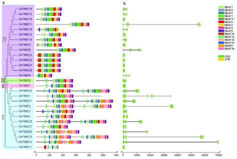 Conserved Motif And Gene Structure Analyses Of Pme Genes In D Kaki Download Scientific
