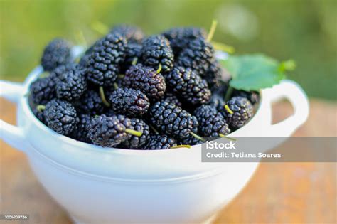 그냥 야외 정원에서에서 나무 벤치에 흰색 그릇에 수 분이 많은 Mulberries를 집어 Gmo 무료 천연 원료 항 산화 식품