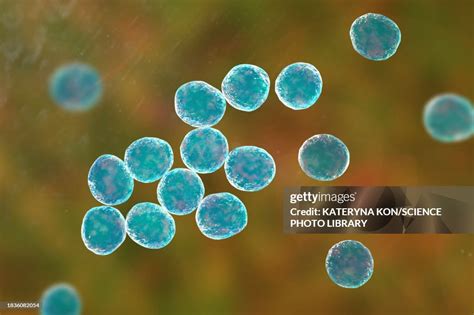 Staphylococcus Bacteria Illustration High Res Vector Graphic Getty Images