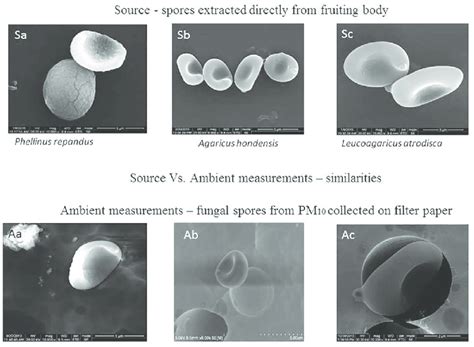 Source Vs Ambient Spore Morphological Similarities Panel Of Figures