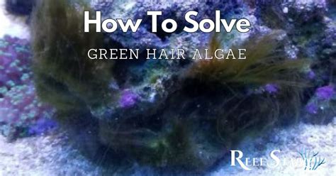 Green Hair Algae