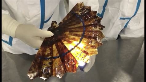 奇葩竟用玳瑁做折扇成都海关这样的扇子解不了暑 四川在线