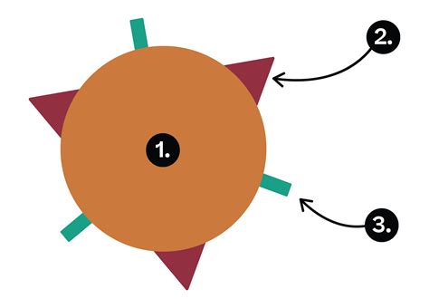 The Immune System Biology Explanation And Exercises Evulpo