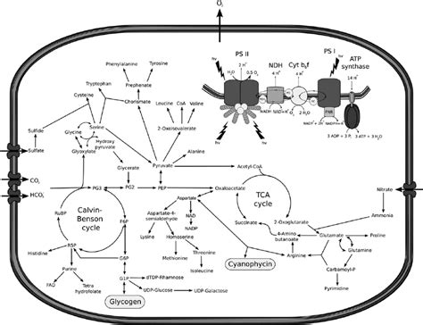An Overview Of Metabolic Pathways And Reactions Included In The Download Scientific Diagram