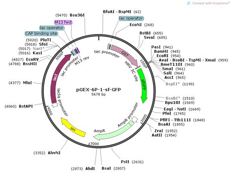 Pgex 6p 1 Sf Gfp