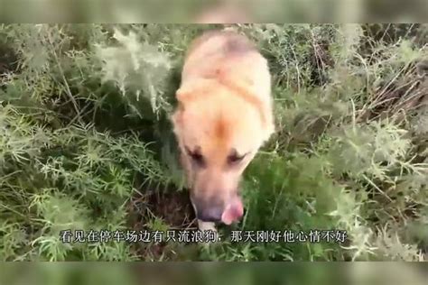 男子一脚踹走路边的狗狗后，狗狗找来同伴，车主肠子都悔青了！狗狗肠子同伴