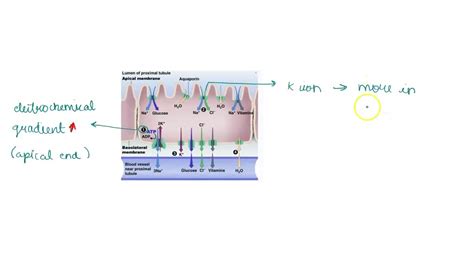 Solved Nephron Lumen Lumen Of Nephron Cutrato Amino Glucose Jcid Na Na Im Microvilli Ghucoso