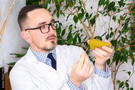 Doctor And Pancreas Doctor At Appointment Shows Patient Anatomical
