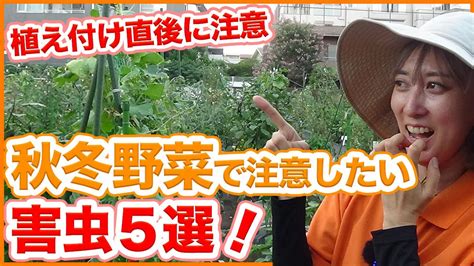 家庭菜園や農園の秋冬野菜栽培で注意したい害虫5選！植え付け直後は要注意！予防や害虫対策も徹底解説！【農園ライフ】tips For Pest