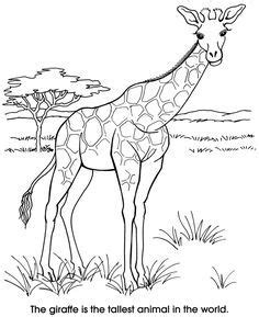 7 Ideas De Jirafas Jirafas Jirafas Para Colorear Dibujo De Jirafa