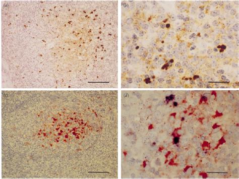 Prp Sc Deposition Within Follicular Dendritic Cells Fdc Of B Follicle Download Scientific