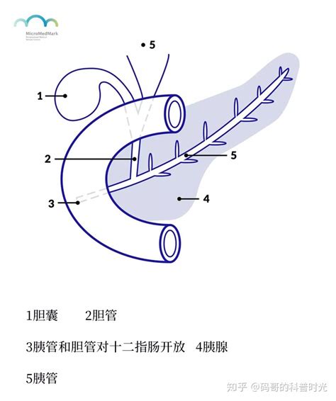 胰腺最重要的生理功能是什么？ 知乎