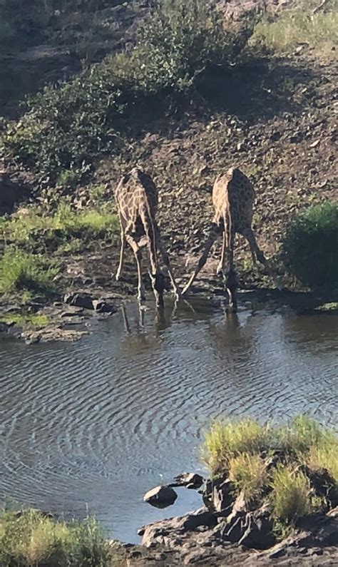 Wanda Nara Y Mauro Icardi Lujoso Safari Por Sudáfrica Con Jirafas