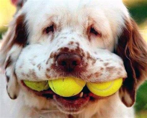 Balls In Mouth