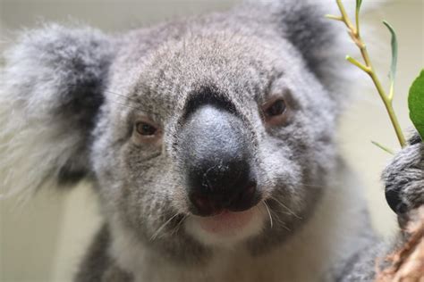 Hope For Wild Koalas Following Scientific Breakthrough At Longleat