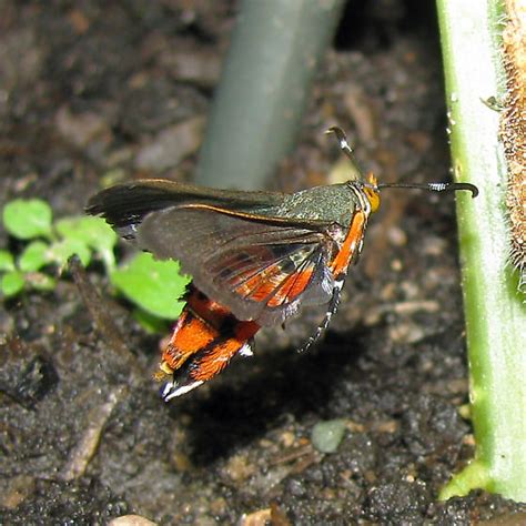 Squash Vine Borer Eichlinia Cucurbitae Bugguide Net