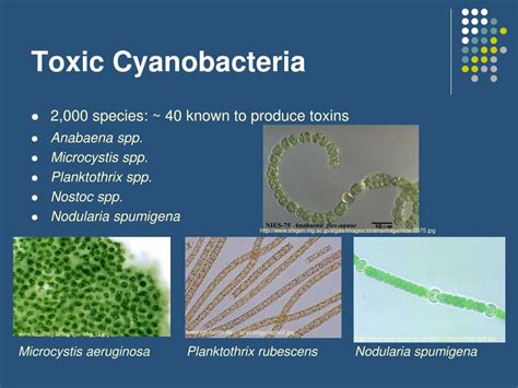 Ppt Cyanotoxins And Human Health Powerpoint Presentation Free Download