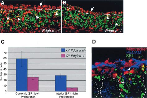 Pdgfr Is Required For The Proliferation Of Interstitial Precursors At