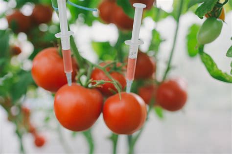 유전자 변형 식품 또는 Gmo 식품 실험실 배경에 주사기와 제약 물질을 주입 농부와 생산 및 Dna 조작 개념 아이디어의 유전자